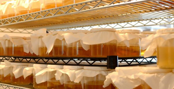 Cara menumbuhkan jamur dipo / jamur kombucha / scoby - Wiki Kombucha
