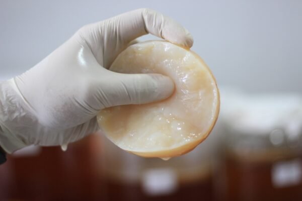 Scoby Itu Apa Dan Terbuat Dari Apa? - Wiki Kombucha